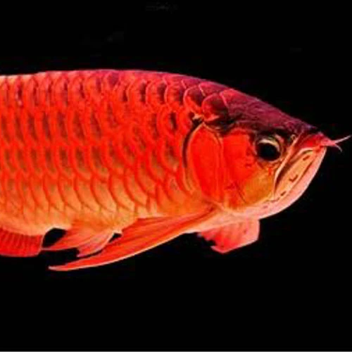 SEPAUK SUPER RED